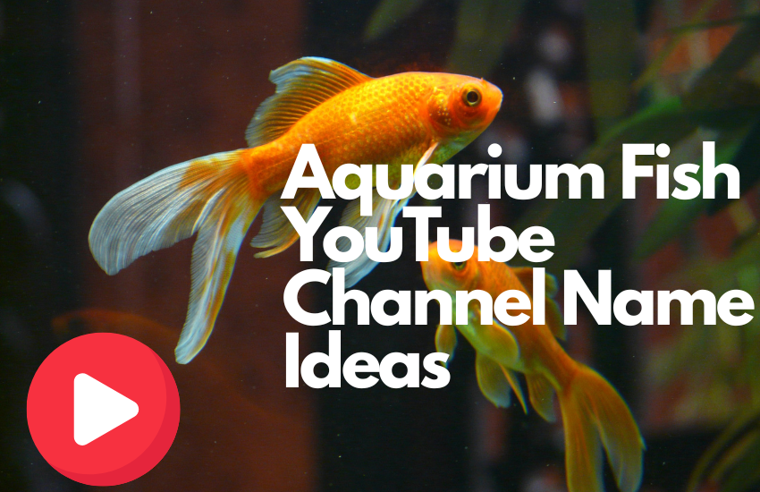 1000+ Aquarium Fish YouTube Channel Name Ideas - Marketing Case Study
