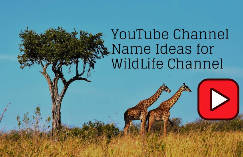 1000+ Best Wildlife YouTube Channel Name Ideas - Marketing Case Study