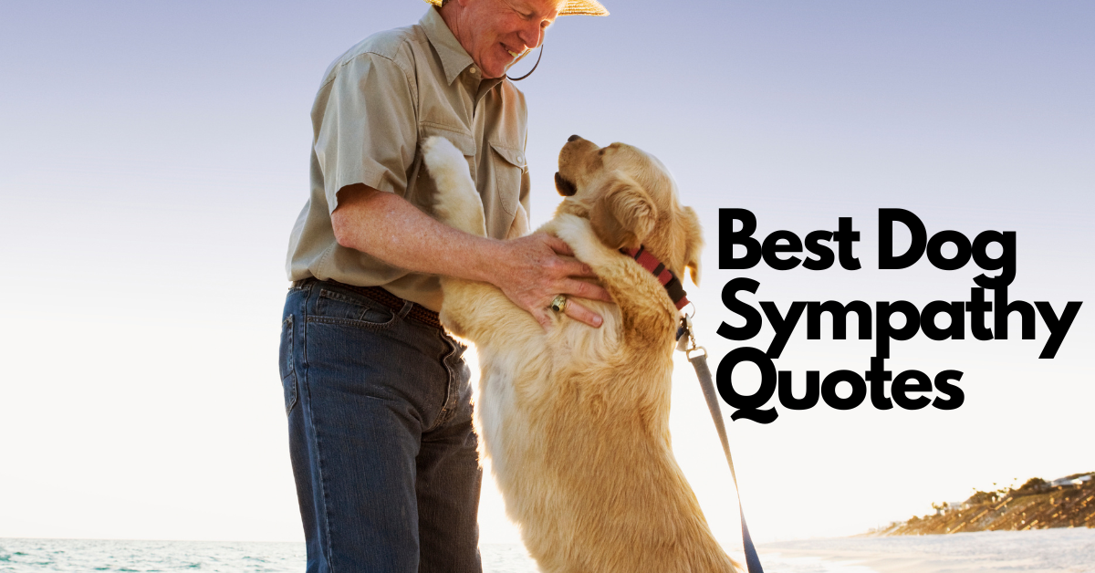 75+ Dog Sympathy Quotes to Comfort a Broken Heart - Marketing Case Study